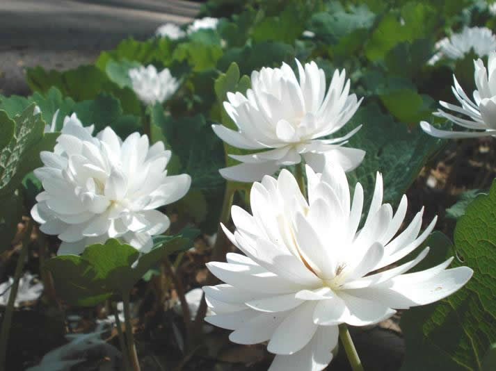 Double Bloodroot – Jenkins Arboretum & Gardens