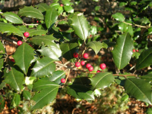 Ilex opaca – Jenkins Arboretum & Gardens