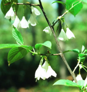 Carolina Silverbell (Halesia carolina) – Jenkins Arboretum & Gardens