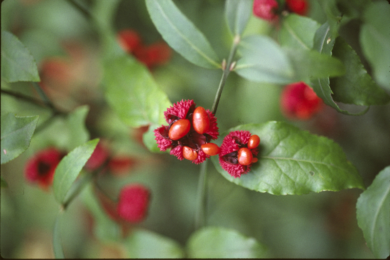 Strawberry Bush (Euonymus americanus) – Jenkins Arboretum & Gardens