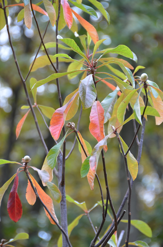 Franklin Tree (Franklinia alatamaha) – Jenkins Arboretum & Gardens