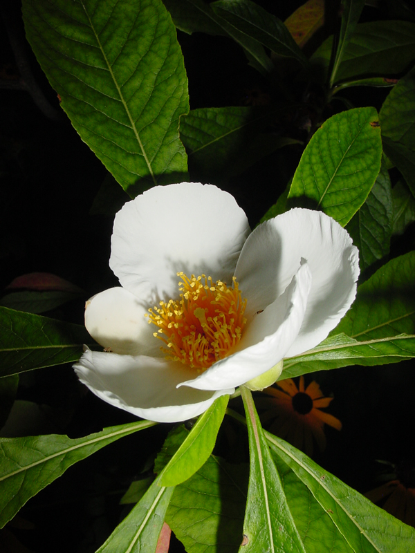 Franklin Tree (Franklinia alatamaha) – Jenkins Arboretum & Gardens