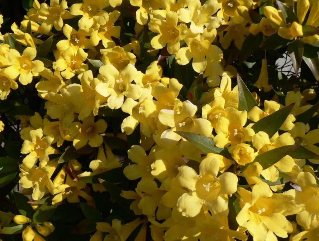 Carolina Jessamine (Gelsemium sempervirens) – Jenkins Arboretum & Gardens