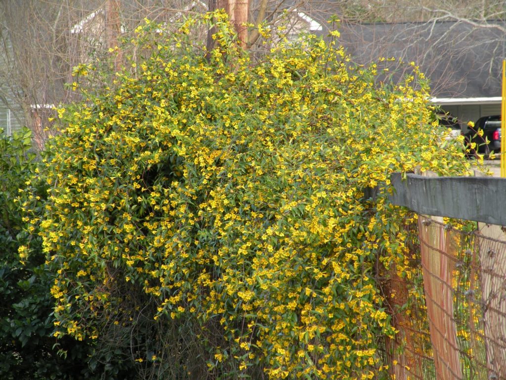 Carolina Jessamine (Gelsemium sempervirens) – Jenkins Arboretum & Gardens