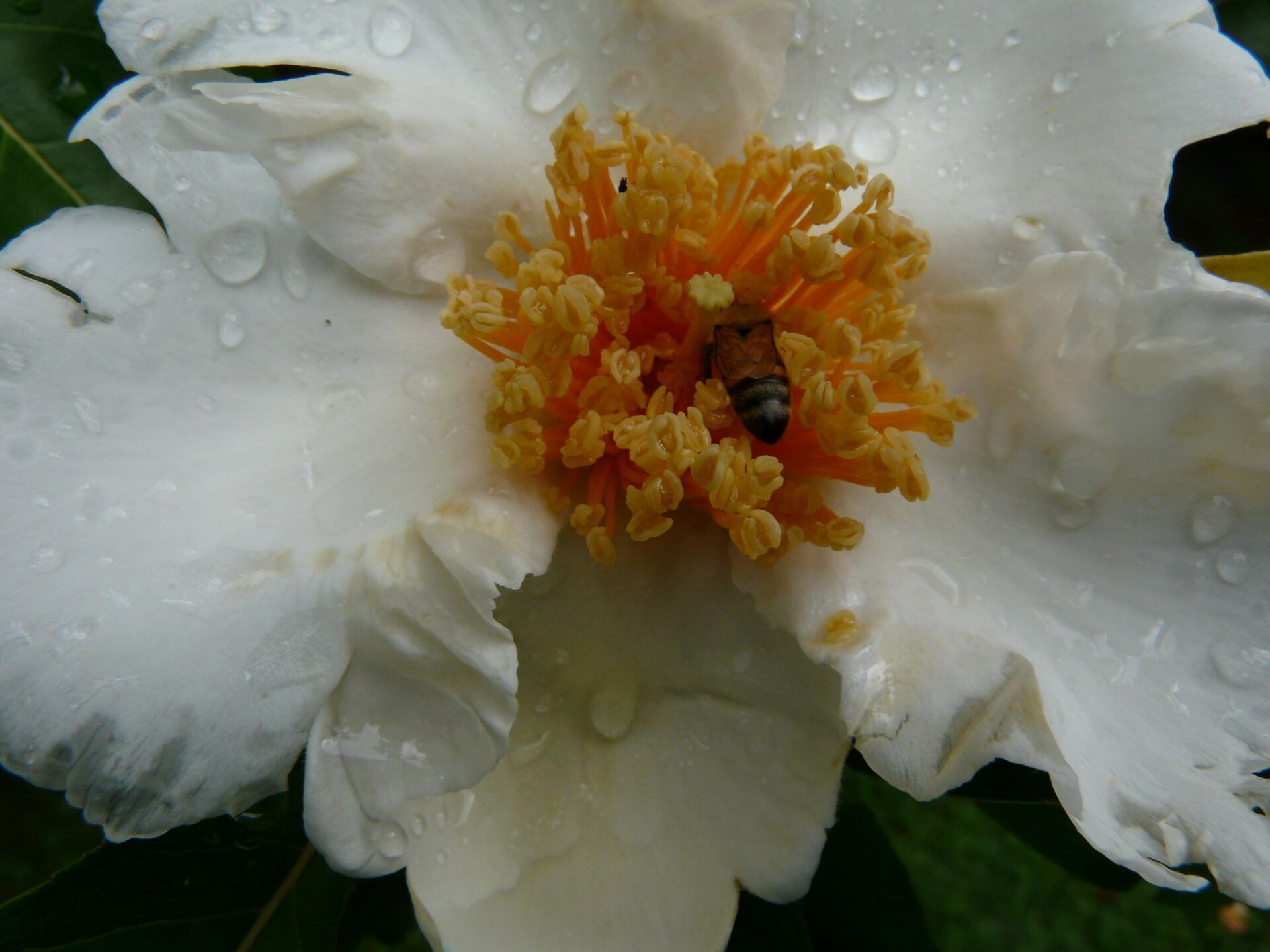Franklinia alatamaha – Jenkins Arboretum & Gardens