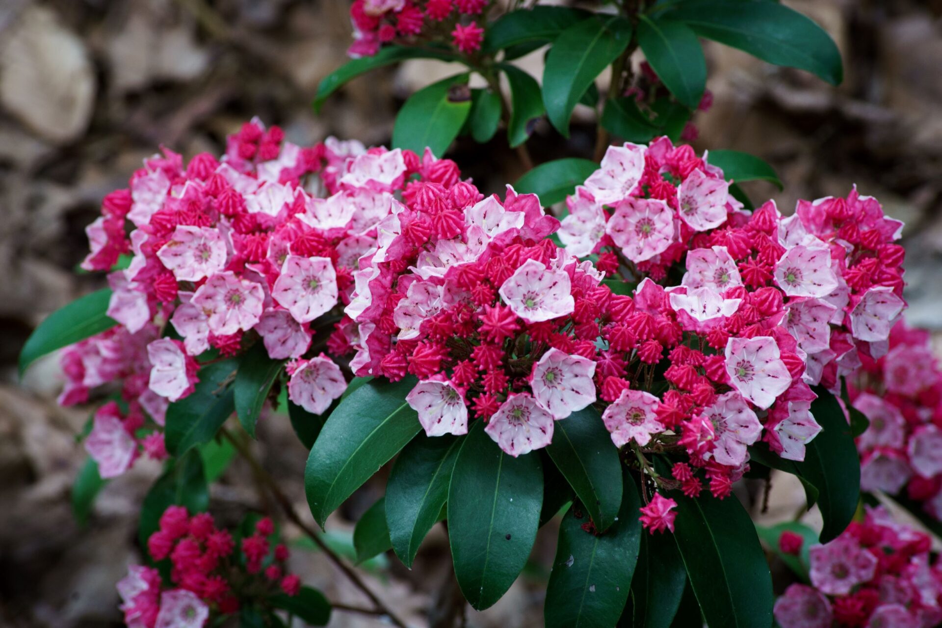 Kalmias – Jenkins Arboretum & Gardens