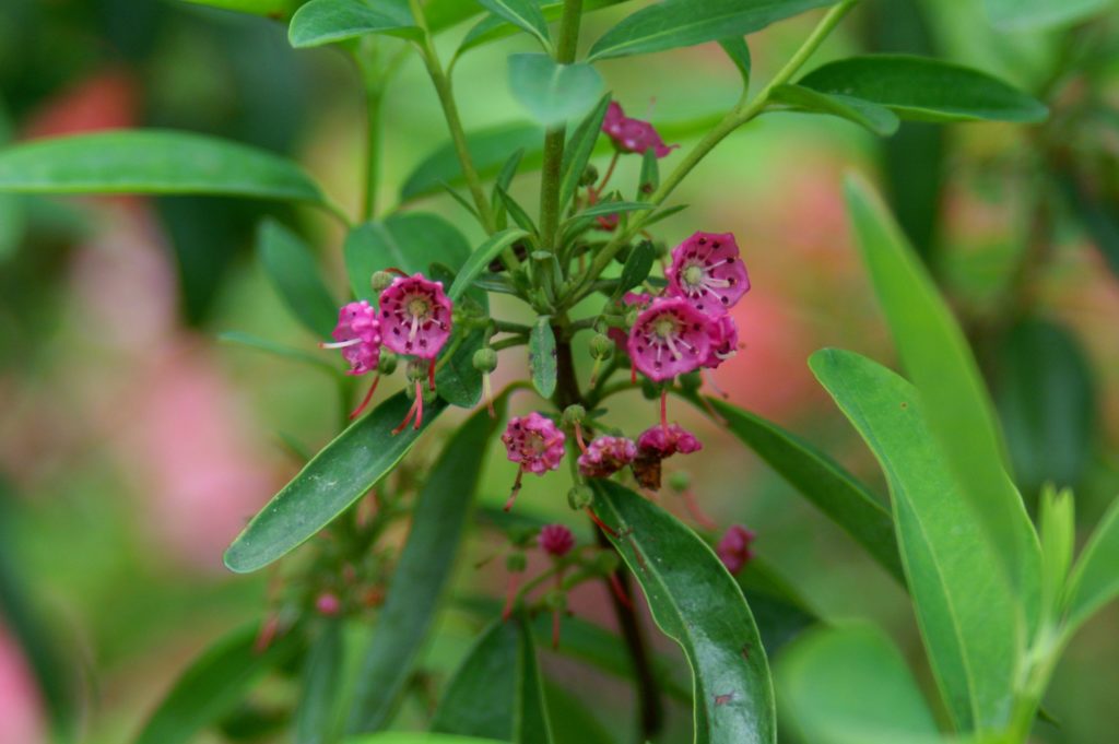 Kalmias – Jenkins Arboretum & Gardens