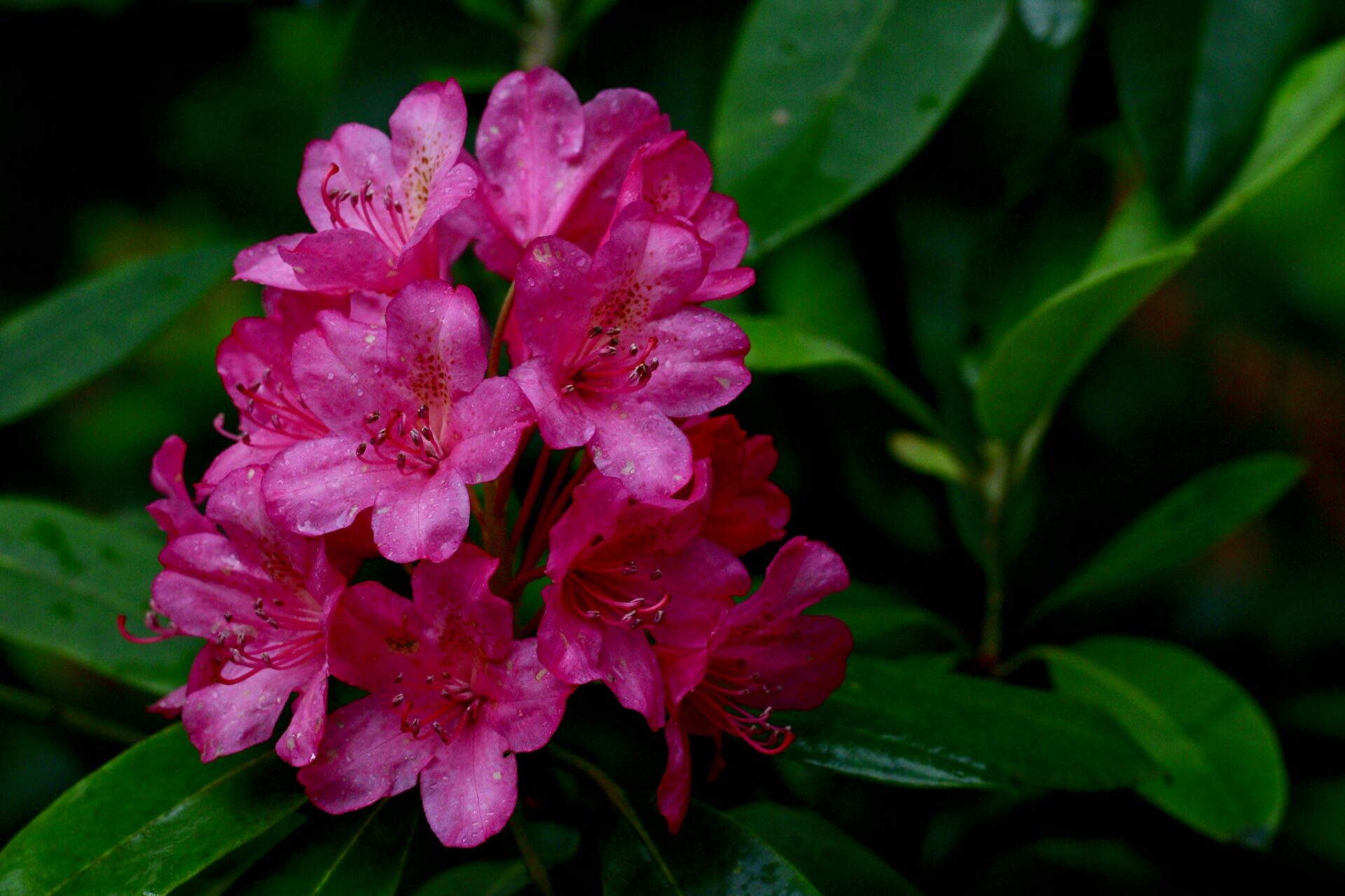 Rhododendrons – Jenkins Arboretum & Gardens