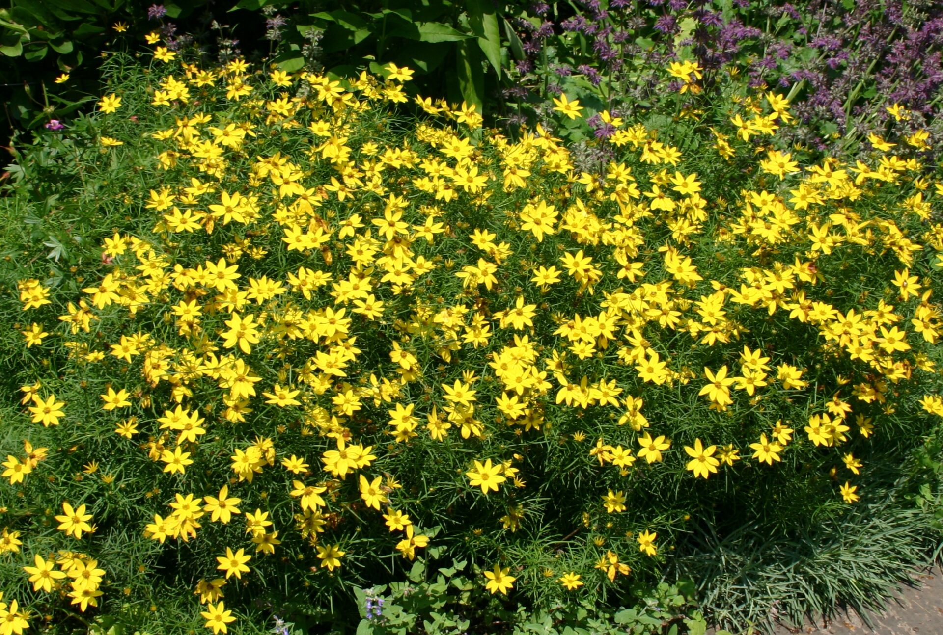 Whorled Tickseed (Coreopsis verticillata) – Jenkins Arboretum & Gardens