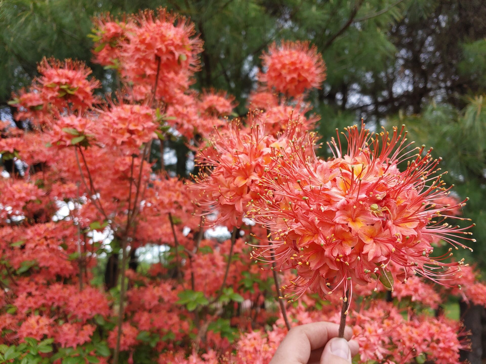 R.-flammeum-Salmon-Sunset – Jenkins Arboretum & Gardens
