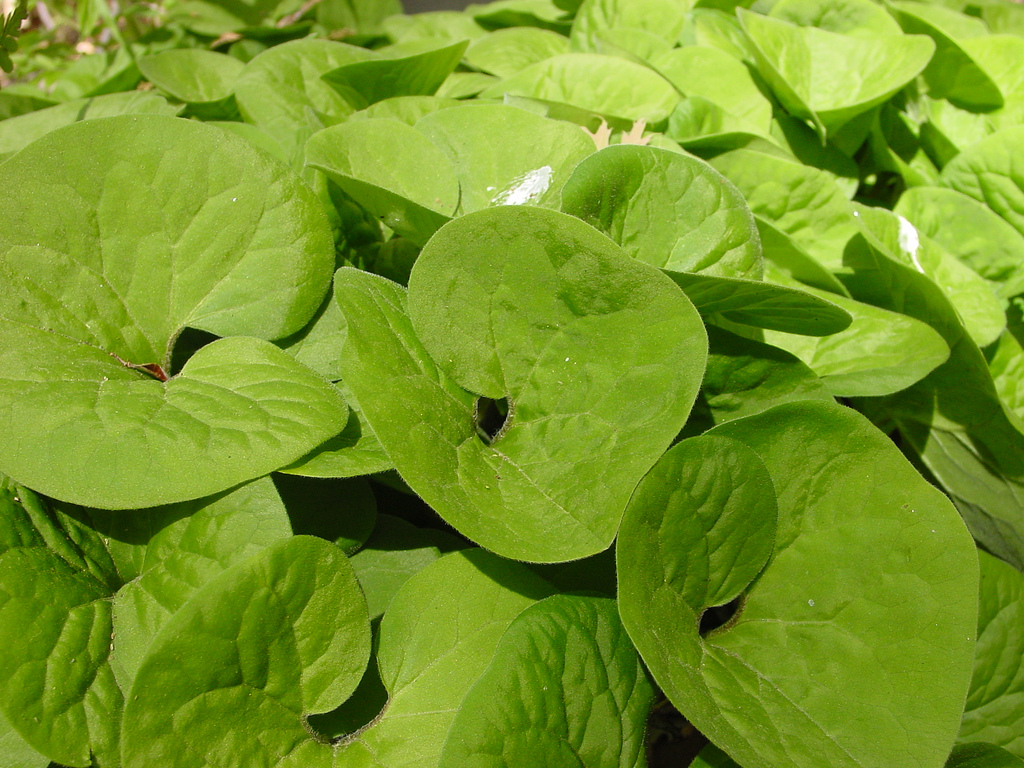 Wild Ginger (Asarum canadense) – Jenkins Arboretum & Gardens