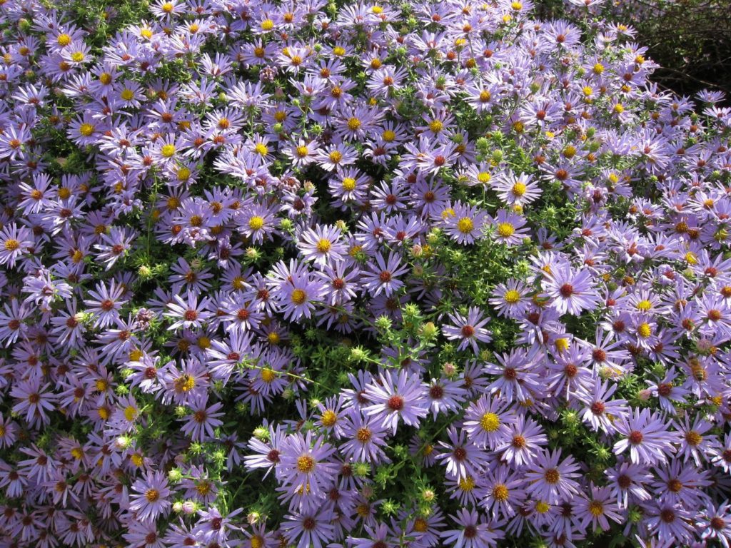 Aromatic Aster (Symphyotrichum oblongifolium) – Jenkins Arboretum & Gardens