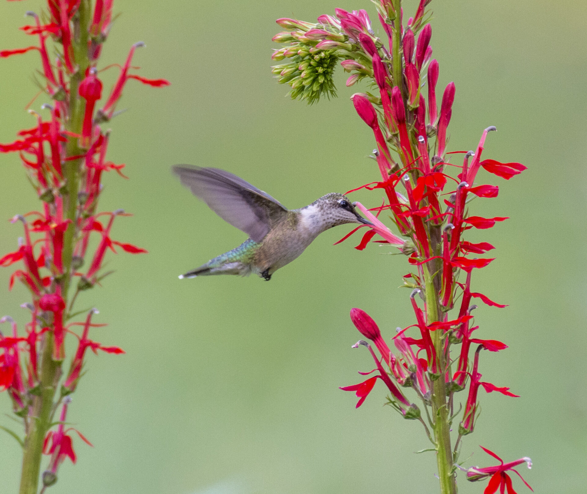 Jenkins’ Seed Packets: Cardinal Flower – Jenkins Arboretum & Gardens