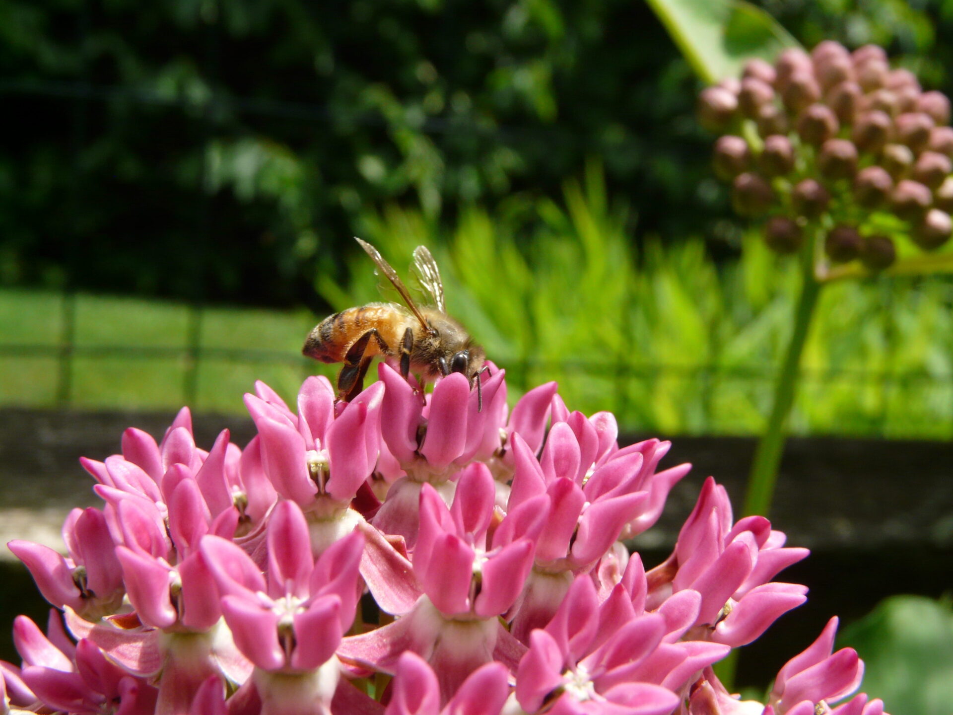 Jenkins’ Seed Packets: Pink Swamp Milkweed – Jenkins Arboretum & Gardens