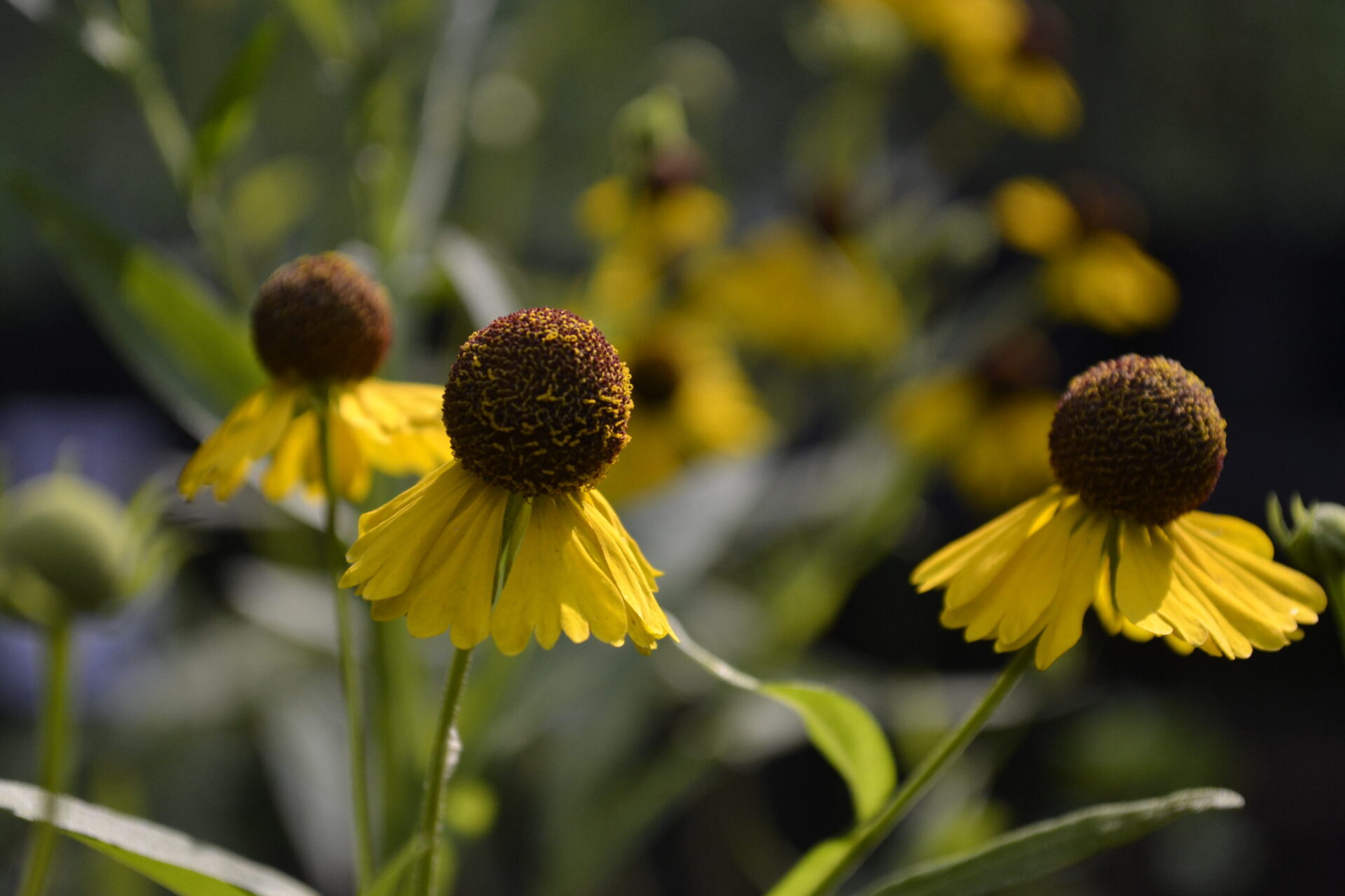 Jenkins’ Seed Packets: Yellow Sneezeweed – Jenkins Arboretum & Gardens
