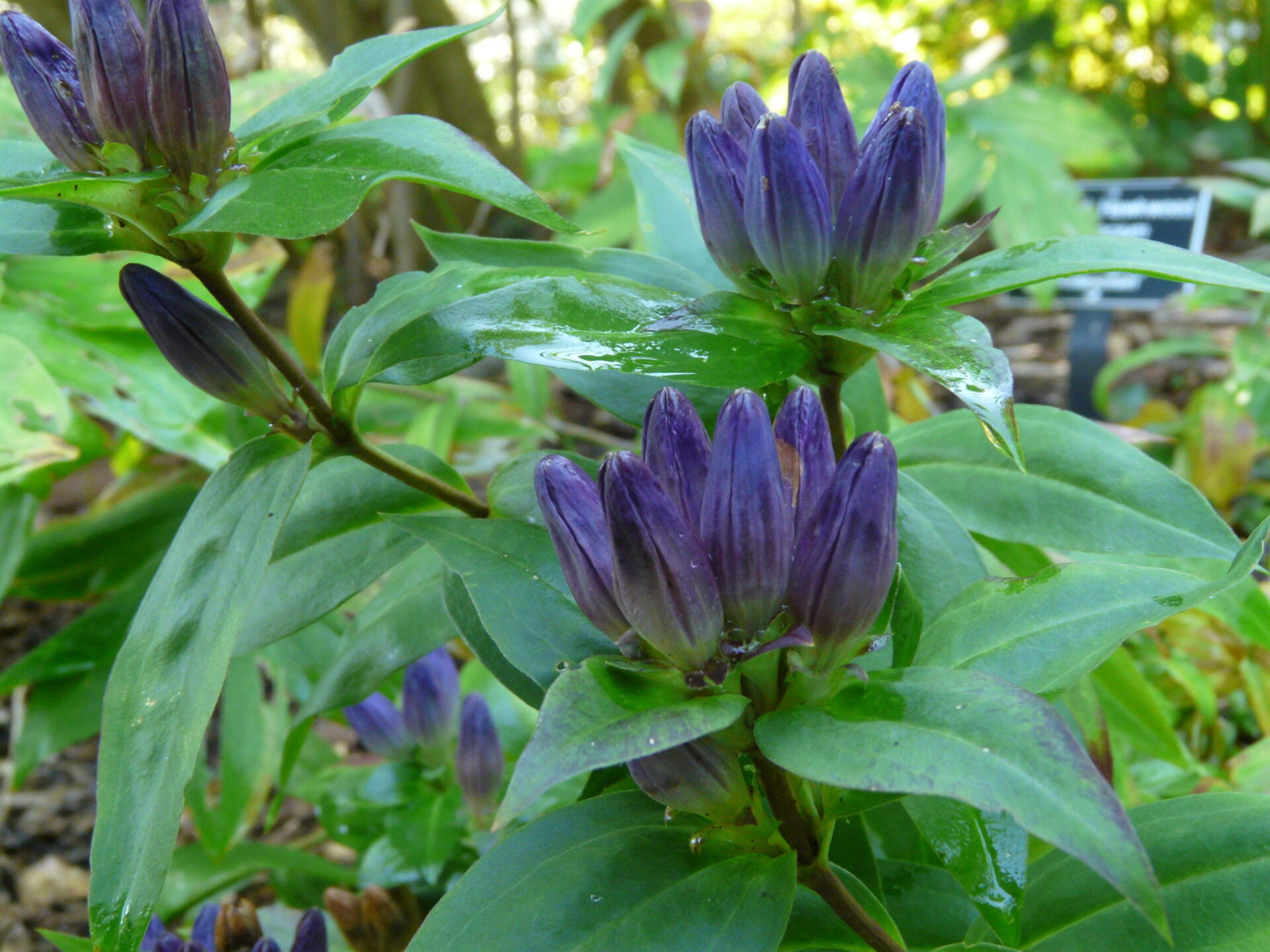 Jenkins’ Seed Packets: Bottle Gentian – Jenkins Arboretum & Gardens