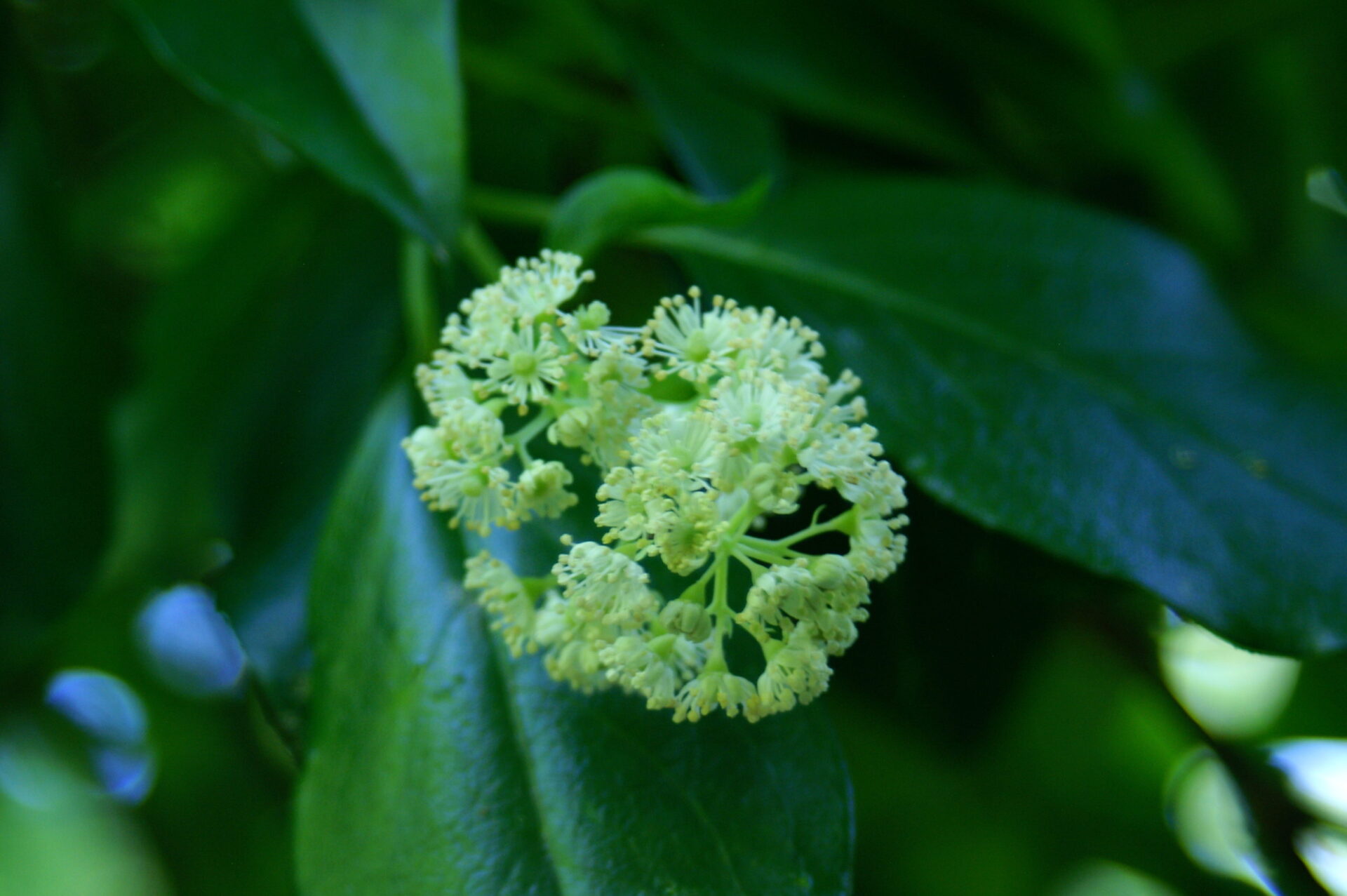 Decumaria barbara – Jenkins Arboretum & Gardens