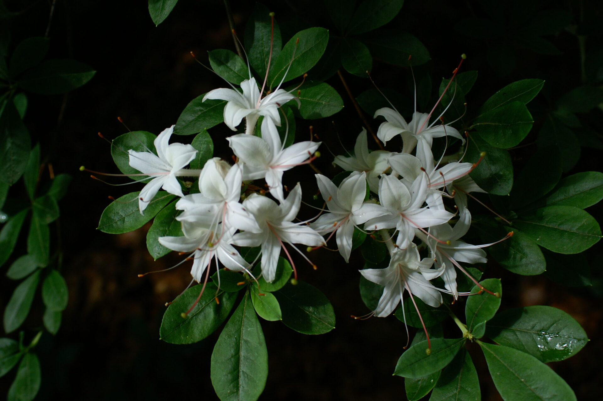 Rhododendron arborescens – Jenkins Arboretum & Gardens