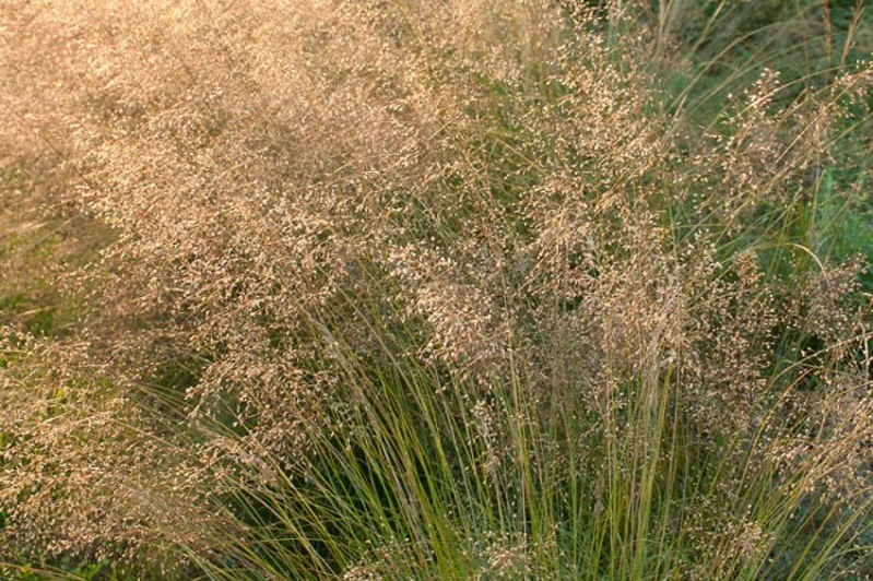 Prairie dropseed (Sporobolus heterolepis) – Jenkins Arboretum & Gardens