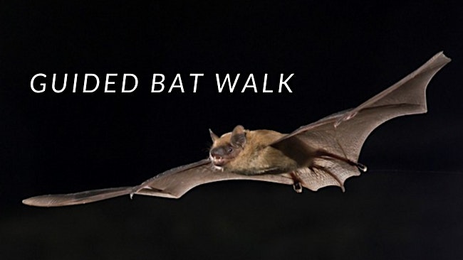 Bat Walking