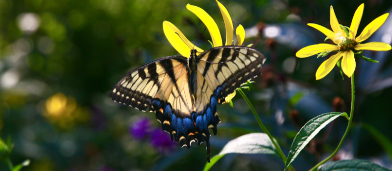 Home Page Sliding Photo Album (9) – Jenkins Arboretum & Gardens