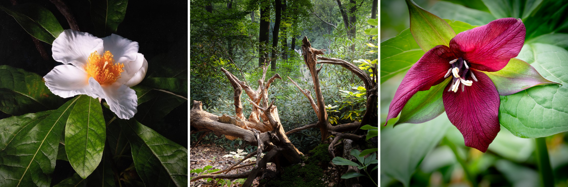 Seeking Art in Nature: Photography by David Hucker – Jenkins Arboretum ...