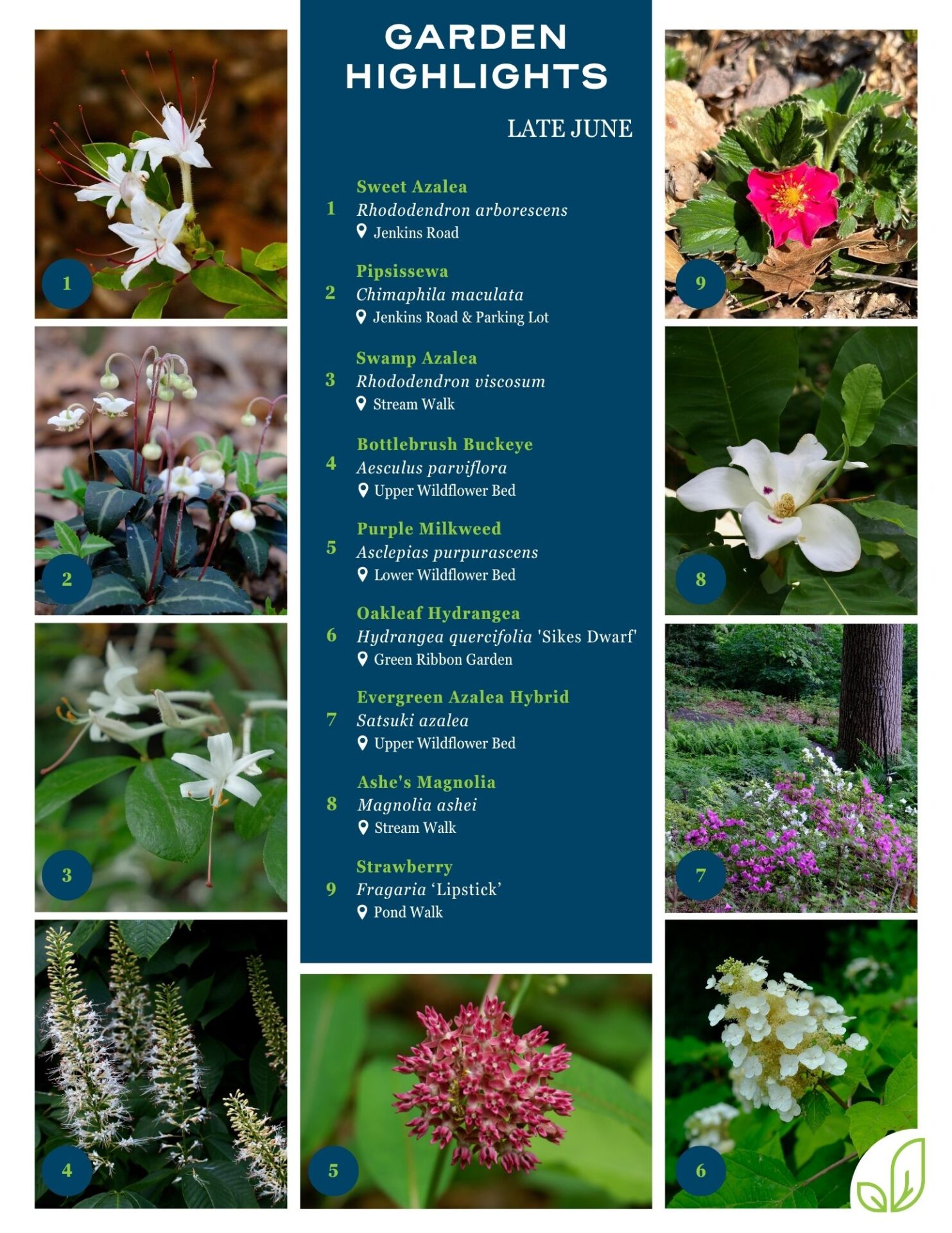 11 _ Late June – Jenkins Arboretum & Gardens