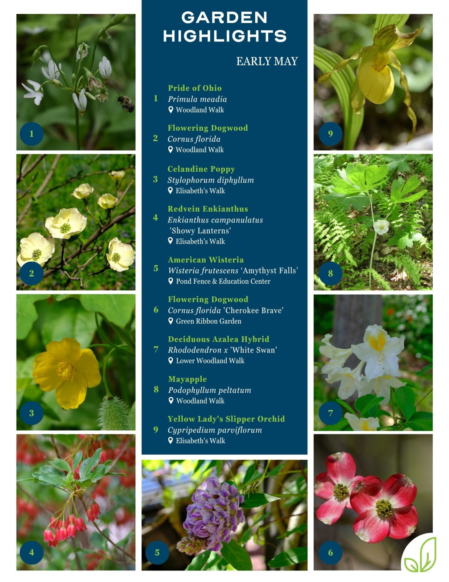8 _ Early May 2 – Jenkins Arboretum & Gardens