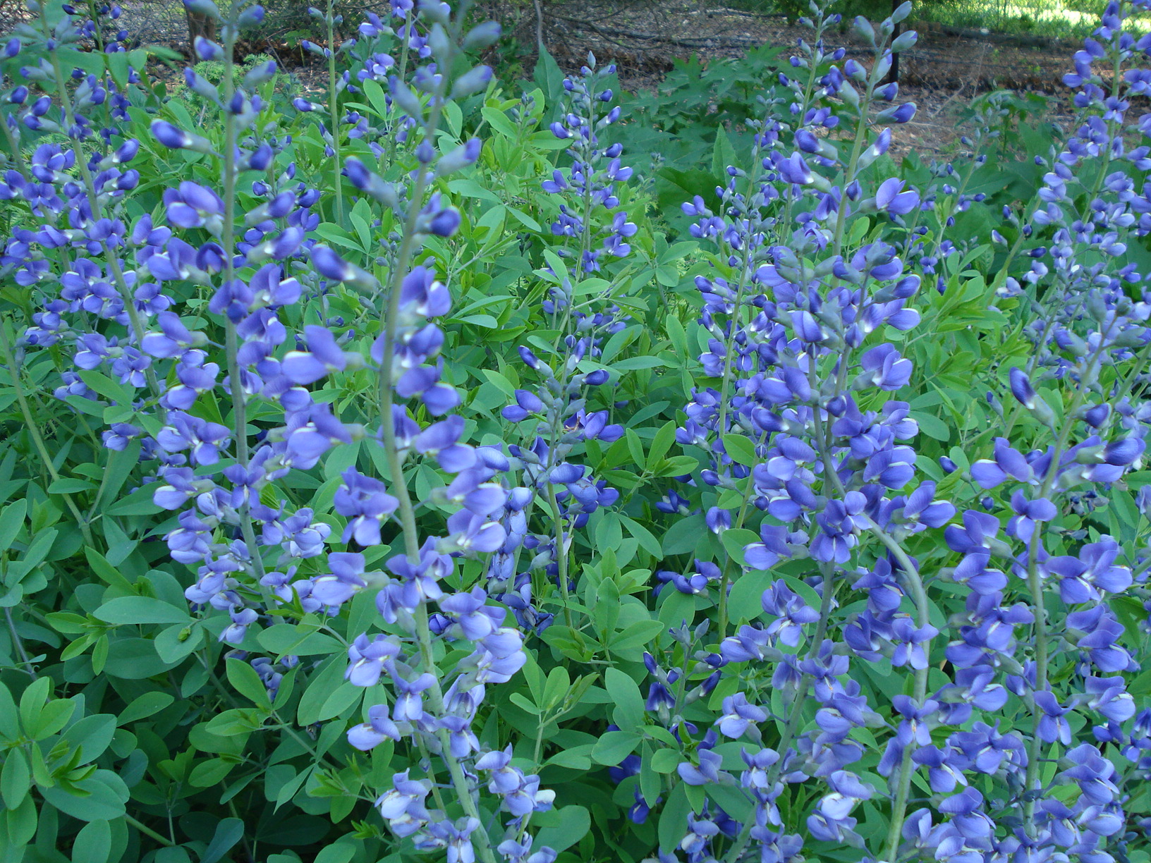 Jenkins’ Seed Packets: Wild Indigo – Jenkins Arboretum & Gardens