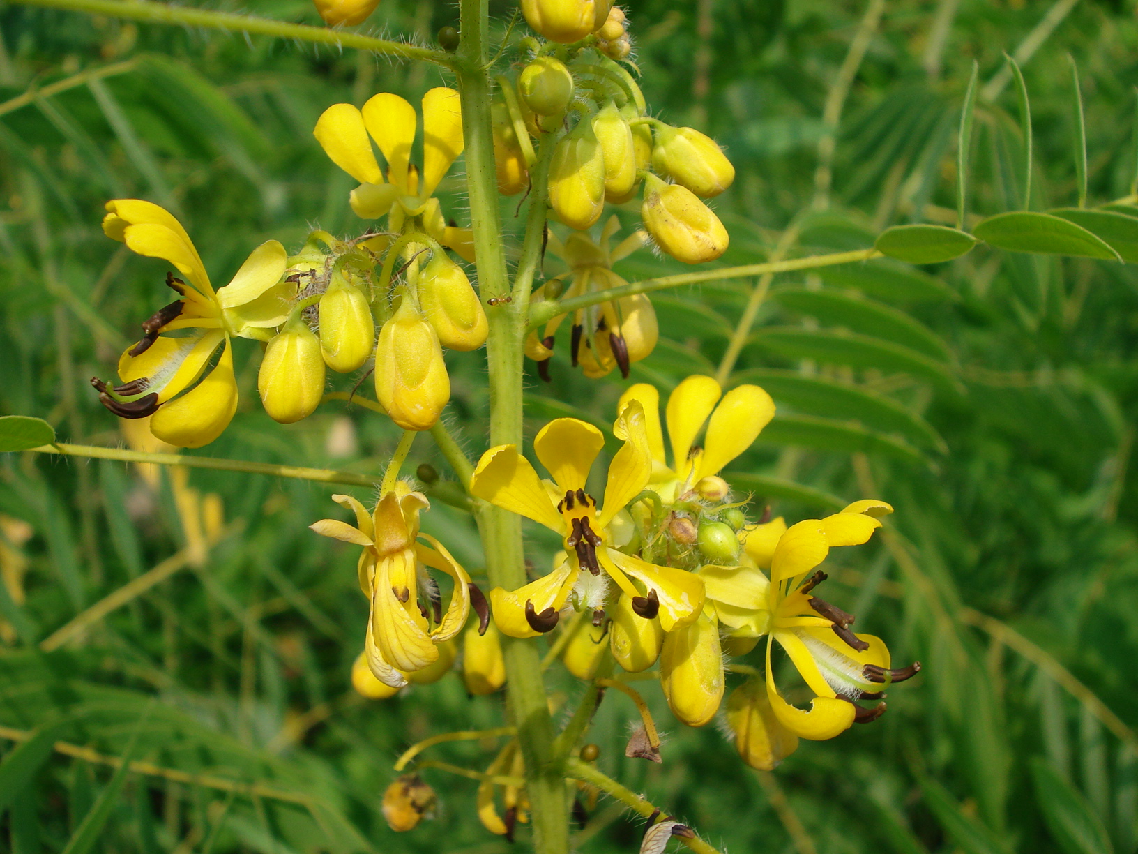 Jenkins’ Seed Packets: Wild Senna – Jenkins Arboretum & Gardens