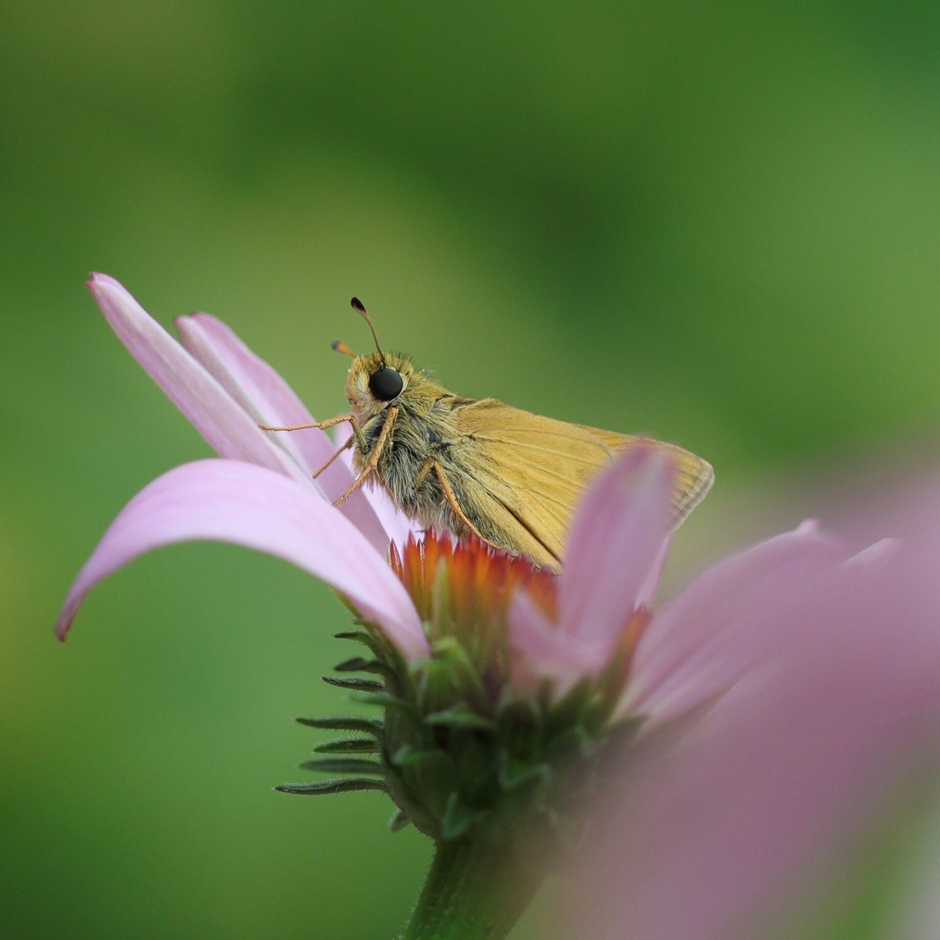Annual Visitors’ Photography Exhibition Information – Jenkins Arboretum ...