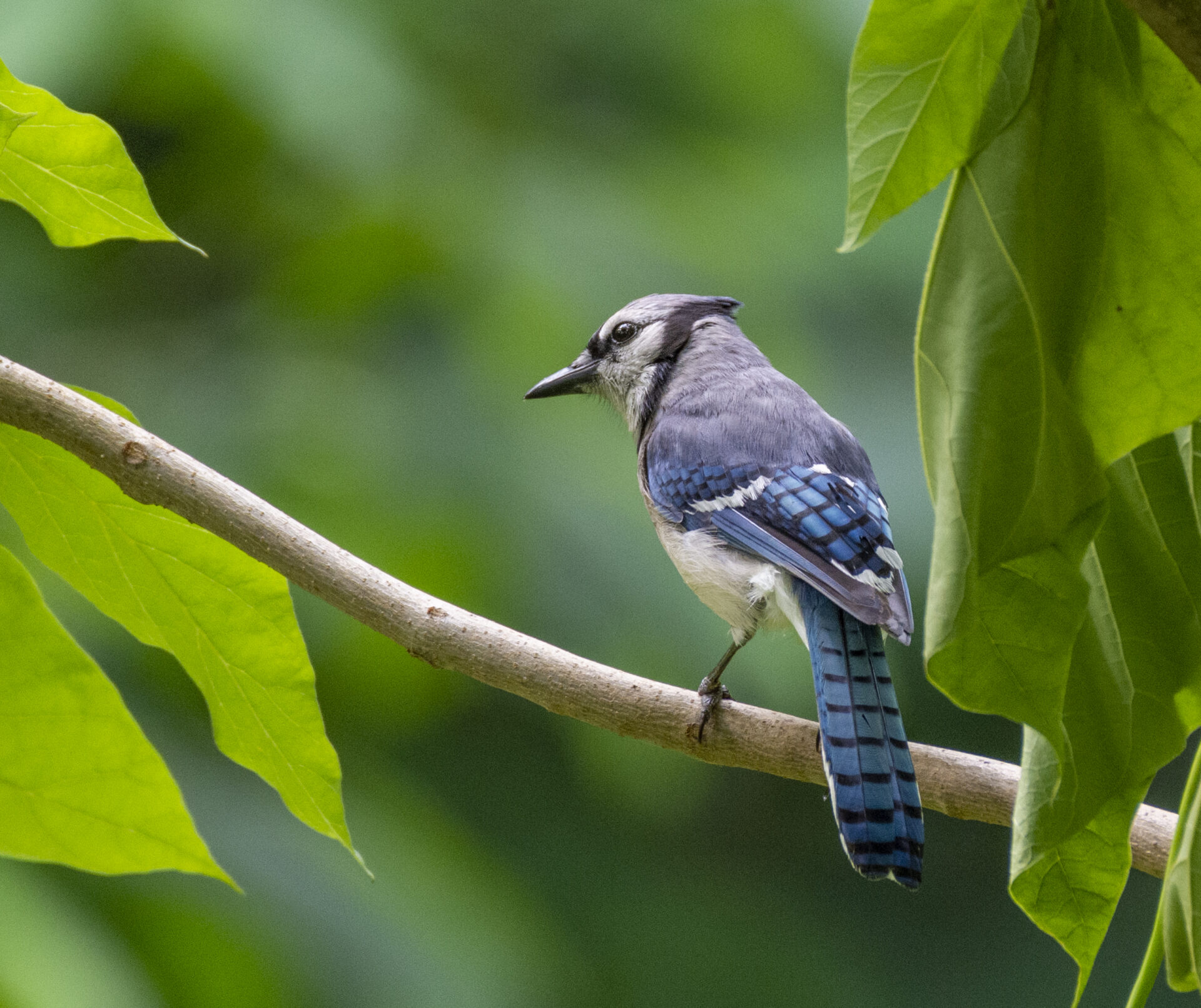 Blue Jay – Liz Pettit – Jenkins Arboretum & Gardens