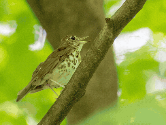 bird slideshow – Jenkins Arboretum & Gardens