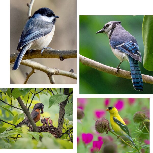 bird strike appeal collage – Jenkins Arboretum & Gardens
