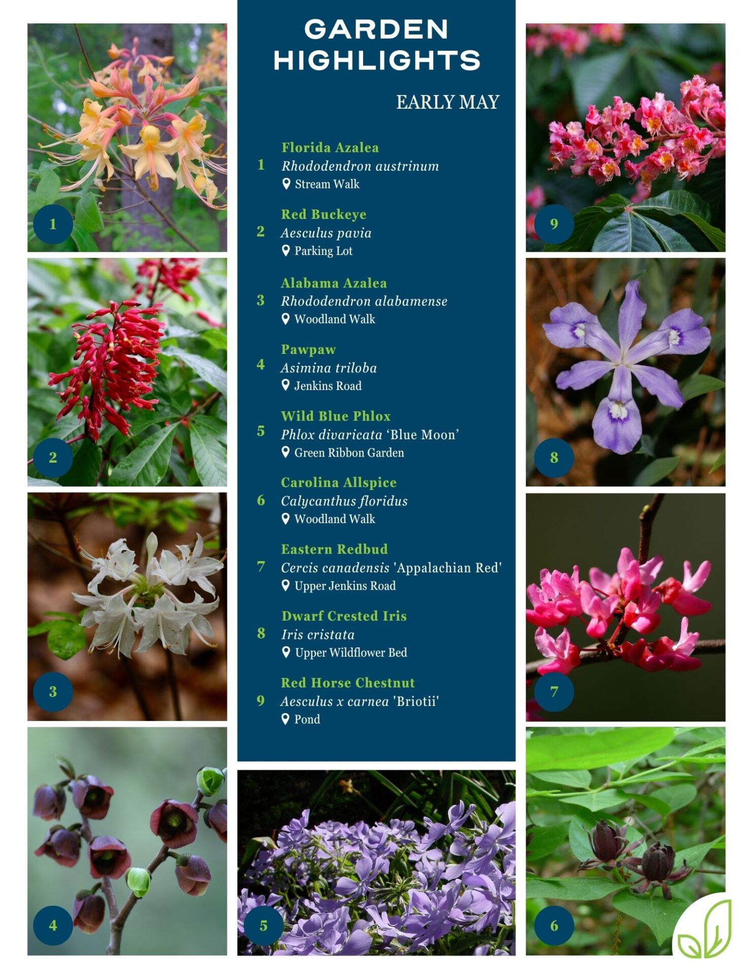 7 _ Early May – Jenkins Arboretum & Gardens